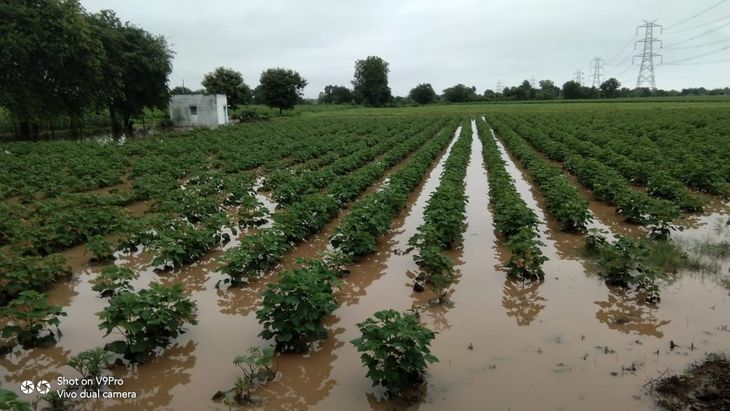Cotton crop ruined due to floods and heavy rains | बाढ़ व भारी बारिश से ...