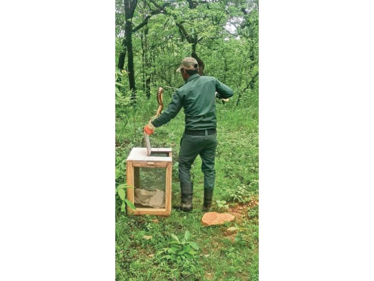 More than 20 rescue snakes reaching Van Vihar daily in rainy season ...
