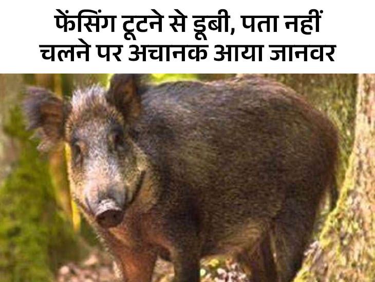 Pakistani Jangli Suar; Wild Pig Attacks On Farmers In Punjab Firozpur ...