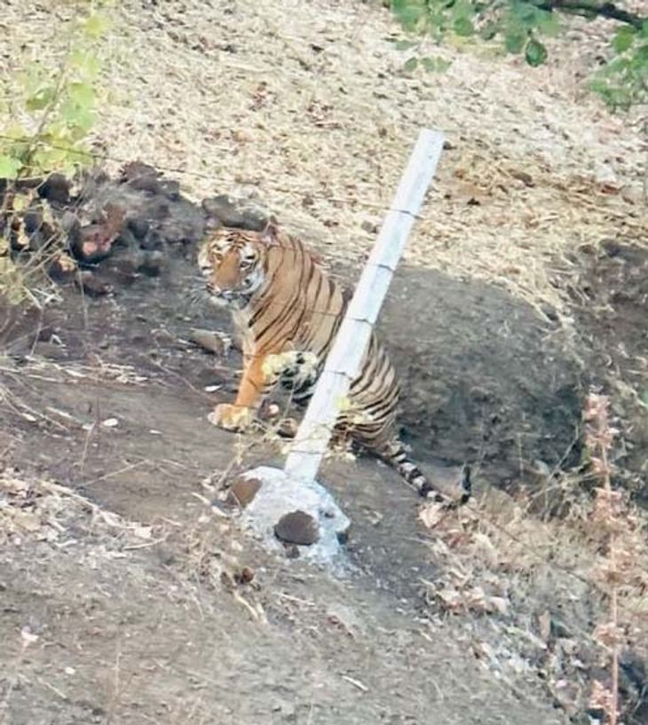 The territory of a tiger is 10 square km, but it is roaming in the ...