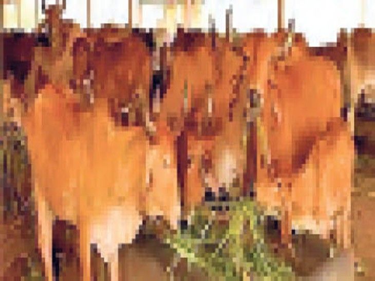 Application for native cow rearing from August 1, 50 to 75% subsidy on ...