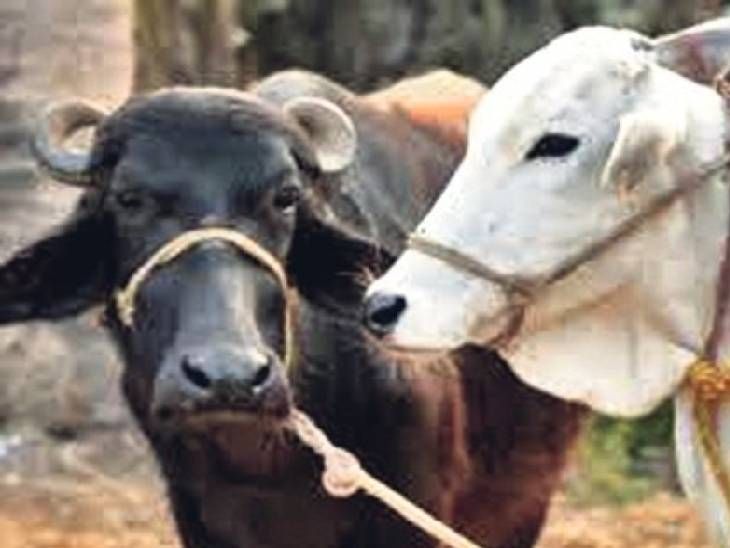 Cow, buffalo, bull, horse, camel will not be kept in any house in ...