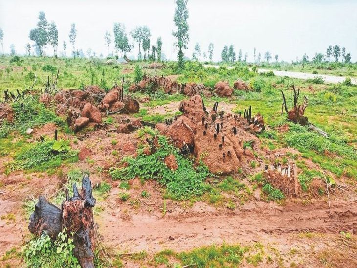 Forest Department destroyed bamboo forest in 78 acres, mixed hundreds ...