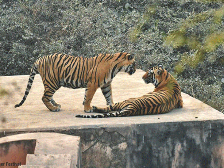 Rajasthan Ranthambore Wildlife Photography | Jawahar Kala Kendra ...