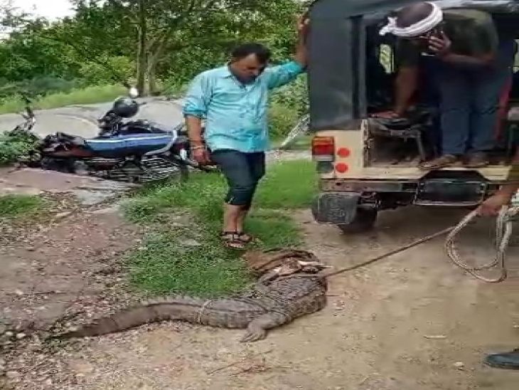Rajasthan kota Crocodile rescue from 15 feet deep well, Raipura, Laxmi ...