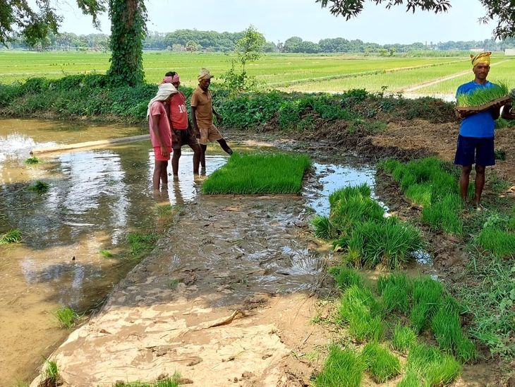 Paddy planting target not met in hilly areas, less than average ...