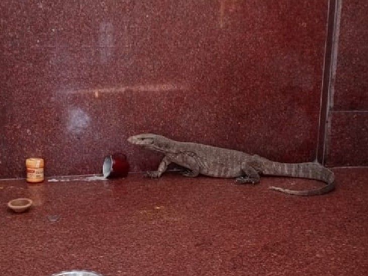 Goyra came in the material of worship, people doing kirtan got scared ...