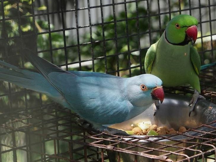 West Bengal To Impose Ban On Keeping Indian Bird As Pets | Kolkata Mini Zoo