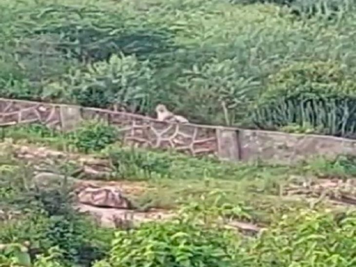 Udaipur Leopard Movement Photos; Tendua Seen In Badi Village | उदयपुर ...