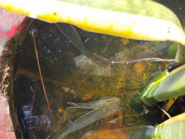 Dengue larvae flourishing in civil surgeon's office