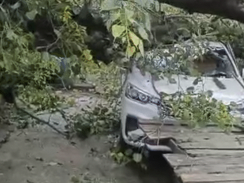 Four people buried under falling Peepal tree in Saharanpur