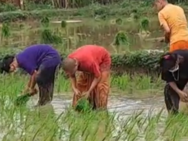 Buddhist monks cultivating sticky rice for the first time