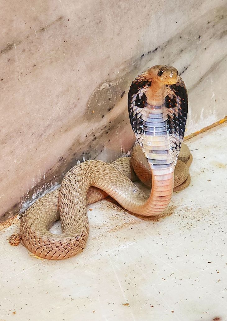 People thronged to see the white cobra in Piplad Mata Temple | पीपलाद ...