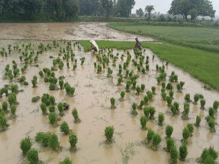 Light rain gave great relief | हल्की - हल्की बारिश ने दी थी बड़ी राहत ...