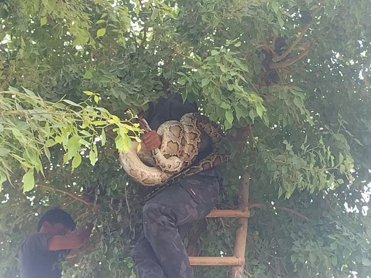 Giant python climbed on tree in Modinagar | मोदीनगर में पेड़ पर चढ़ा ...