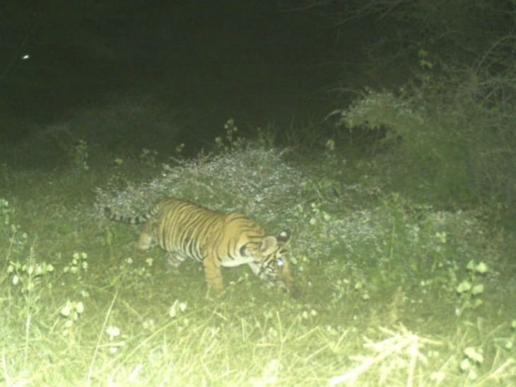 Tigress T-117 seen in the forests of Sarmathura | सरमथुरा के जंगलों में ...