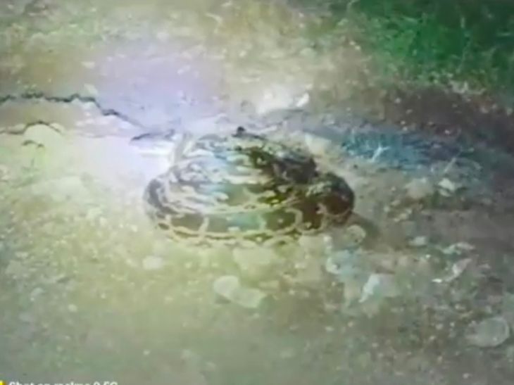 15 feet long python caught | गांव में आया 15 फीट लंबा अजगर: वन विभाग की ...