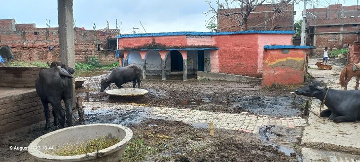 Primary school Losghani Mushari campus became a cattle shed ...