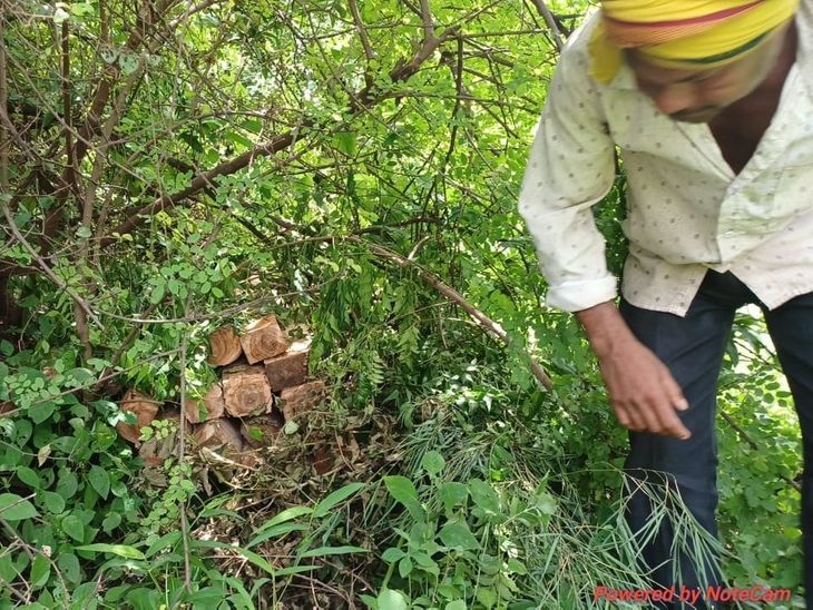 Forest staff took action