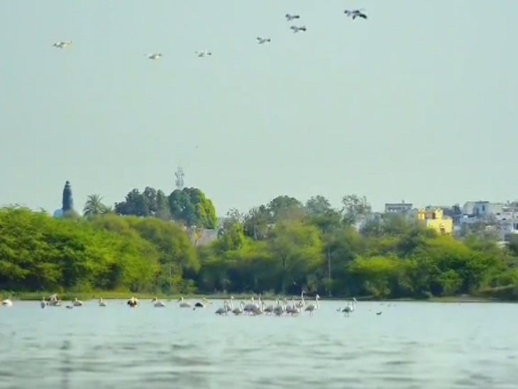 Bird Village Menar Talab Declared Wetland, menar talab in udaipur ...