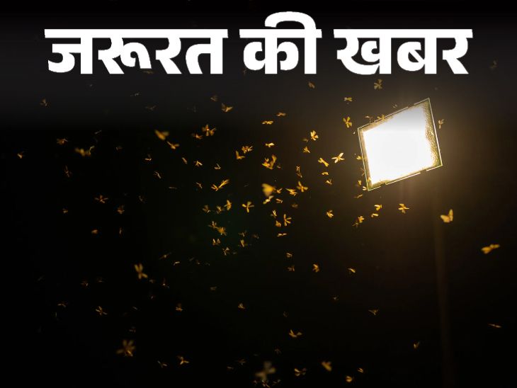 Monsoon Season; Insect Prevention Methods (Barsati Kide Bhagane Ka Upay ...