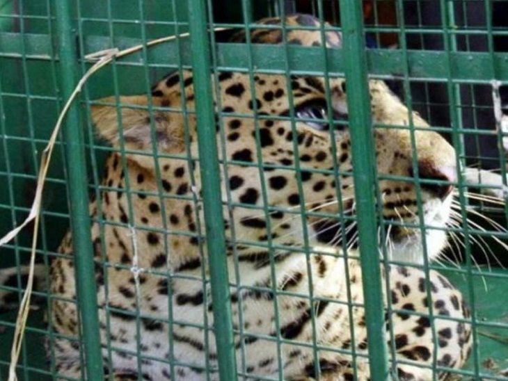 Watch the video, leopard came in the cage, leopard movement in population area badi village near ...