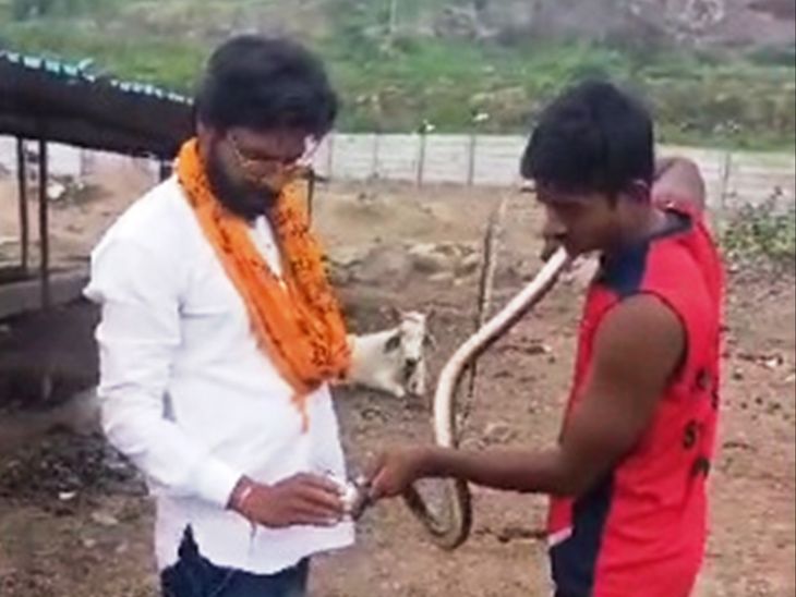 7 feet long snake found in gaushala | गौशाला में मिला 7 फीट लंबा सांप ...