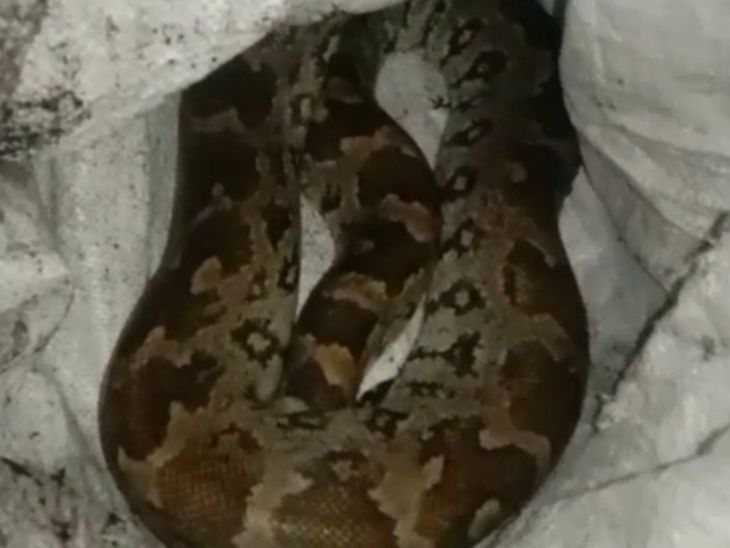 Eight feet long python found at watchmaker's house in Prayagraj ...