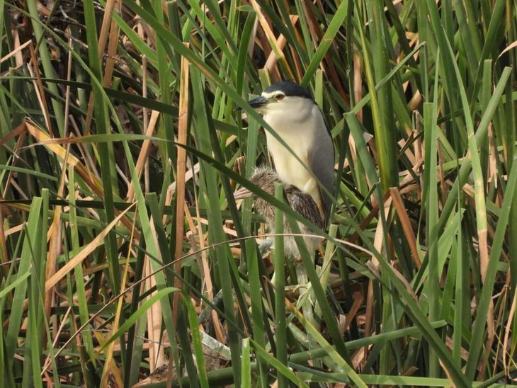 'Night Heron' bird encampment at Morel Dam | मोरेल बांध में 'नाइट हेरोन ...