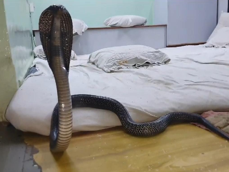 Rajasthan kota Cobra sitting under the pillow in Bhamashahmondi shop ...