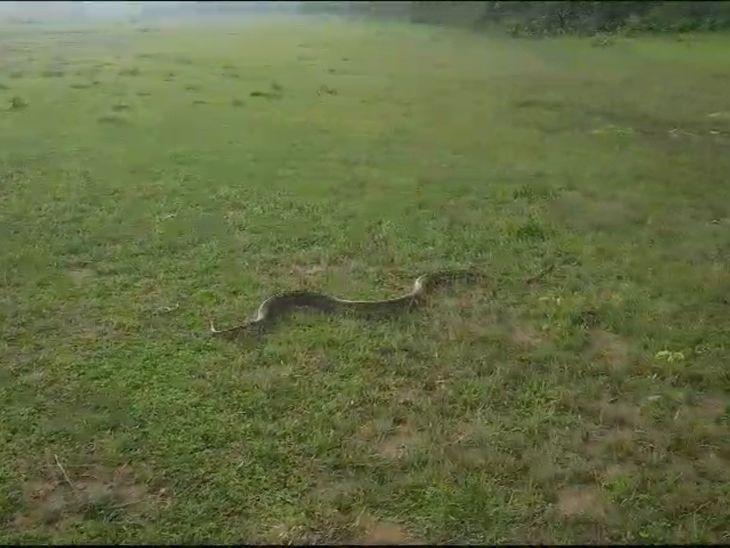 10 feet long python entered the house in Bijnor | बिजनौर में घर में ...