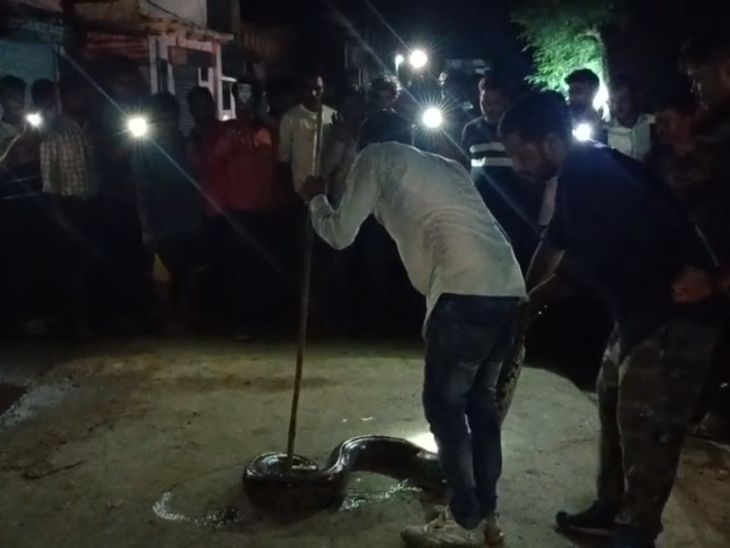 10 feet long python found in residential area | रहवासी क्षेत्र में ...