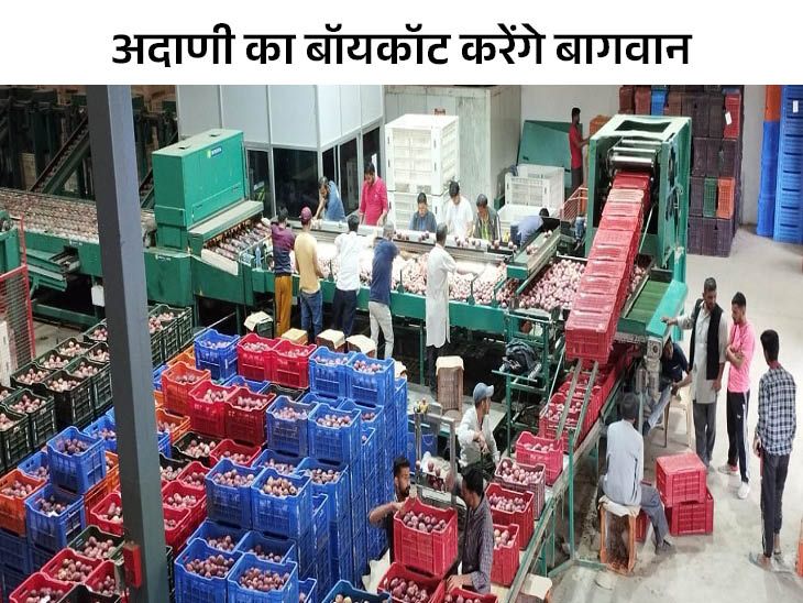 Adani opens apple rates; Less price | Apple growers furious | Apple ...