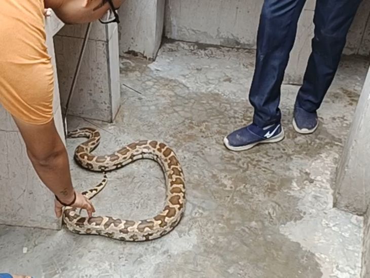 Python found in primary school of Agra | आगरा के प्राथमिक विद्यालय में ...
