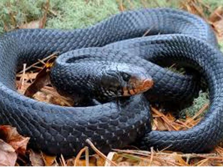 woman died due to snake bite, husband returned from the farm and saw ...