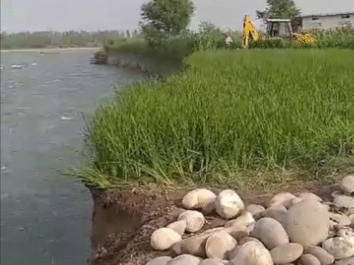 Ropar Flood Update | Bhakra Dam Water Level, Sutlej River Water ...