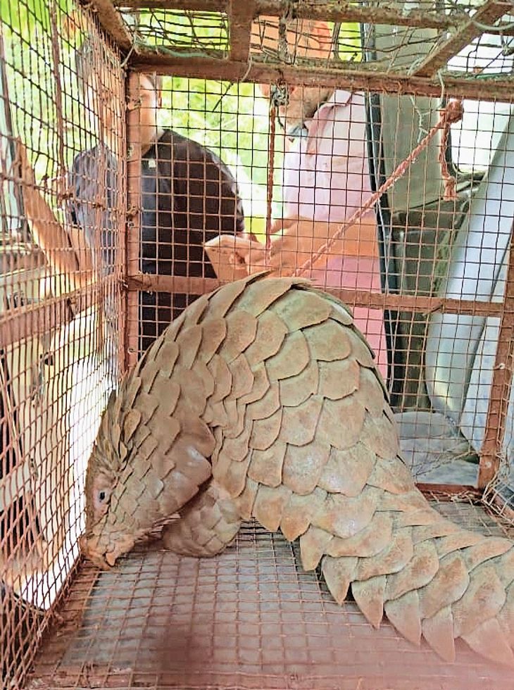 The pangolin found in the villager's yard was caught and released into ...