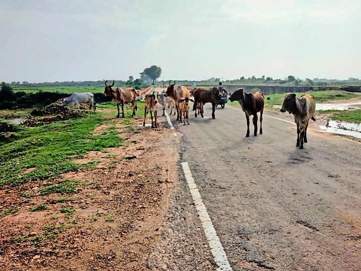 There is no cow shed in the area, cattle are destroying the crops ...