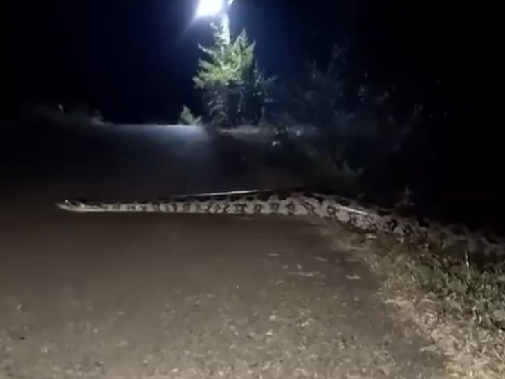 20 feet python seen in Burhanpur | बुरहानपुर में 20 फीट का अजगर देखा ...