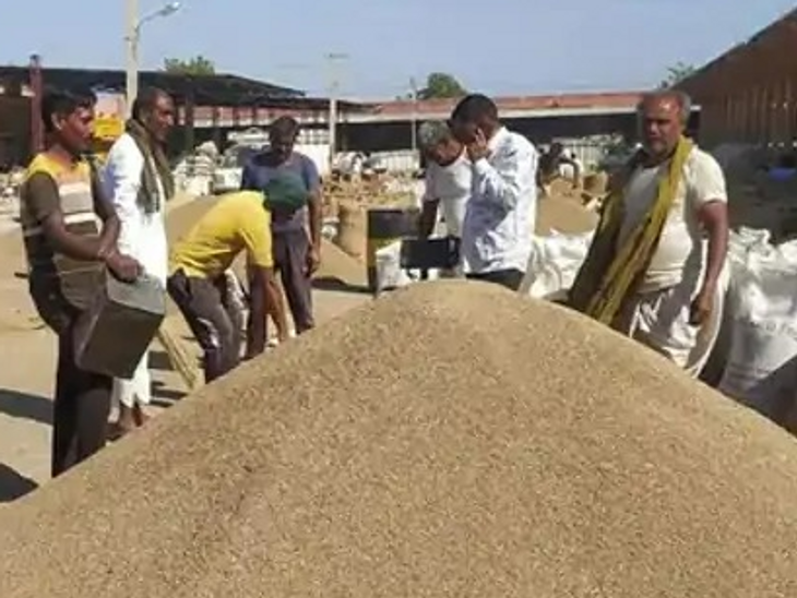 Fennel became 22 thousand 125 rupees: | सौंफ 22 हजार 125 रुपए हुई ...