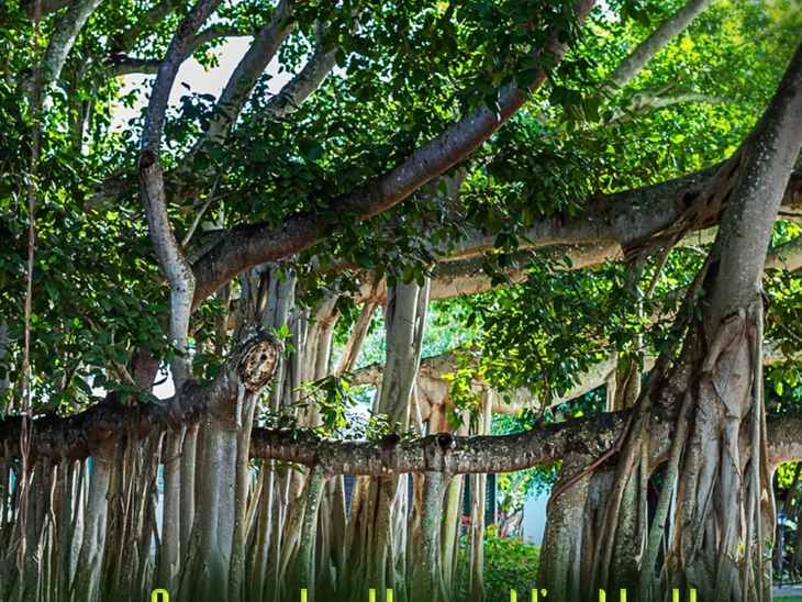 UP - World's oldest banyan tree in UP, tree found at Bulandhshahar ...