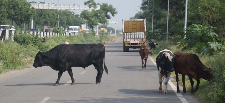 We are ashamed... On Janmashtami of the biggest Gopalak Shri Krishna ...