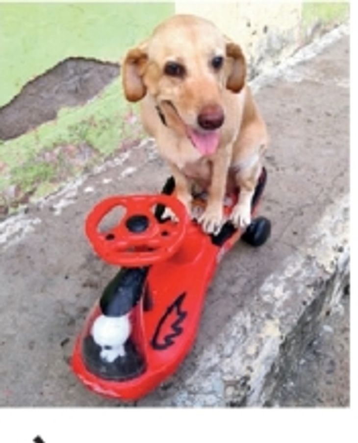 There is no one like tracker dog 'Jessie'... there was a fungal ...