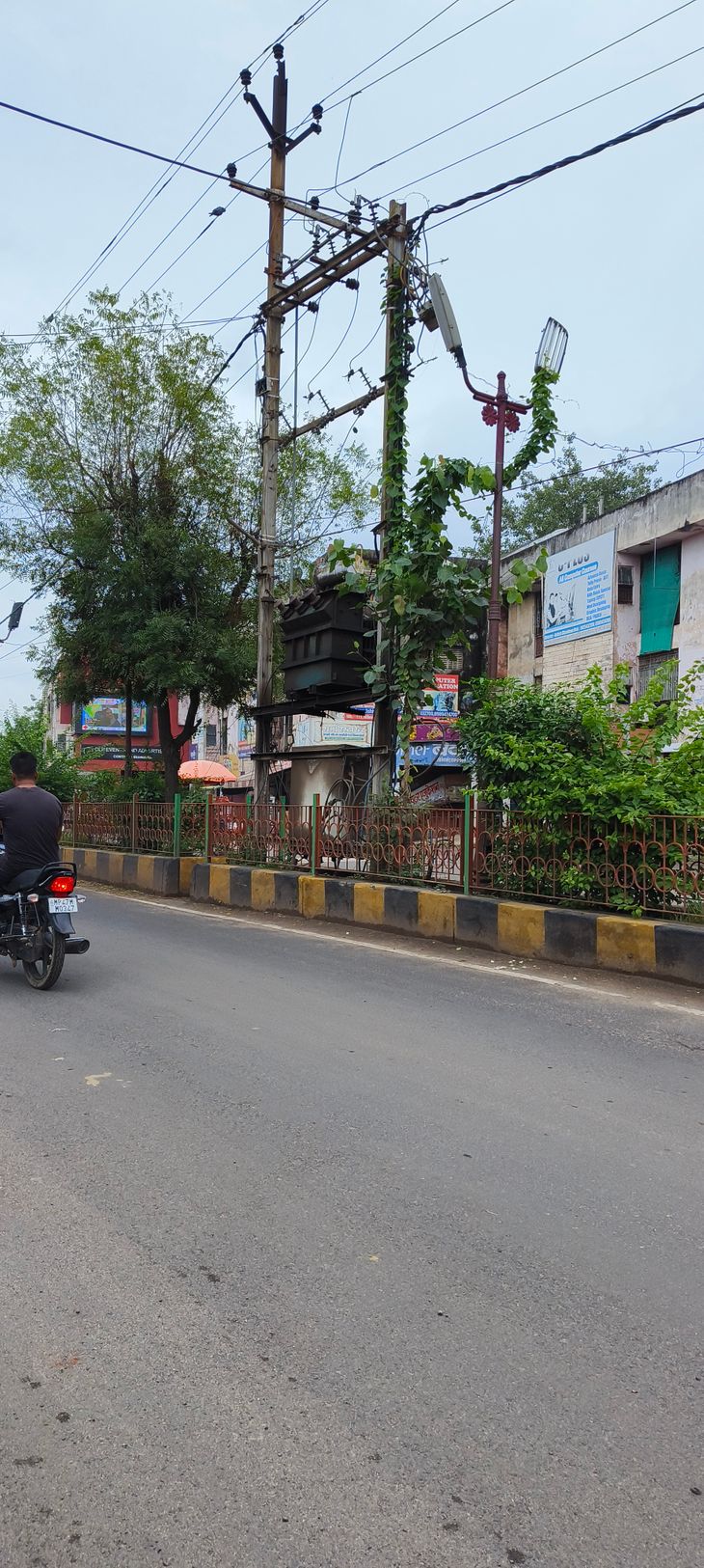Amaranth vine planted on transformer poles, tree branches hanging on ...