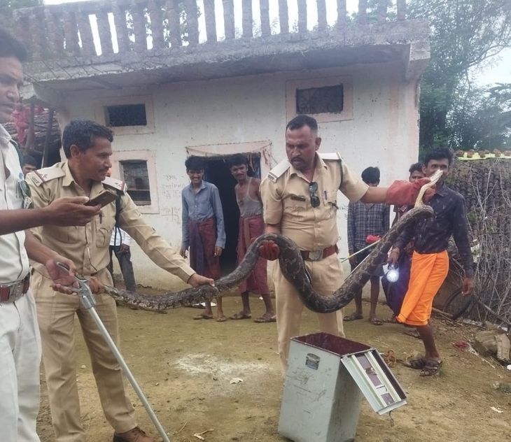 12 feet long python entered the house, swallowed 3 hens and 4 chicks ...