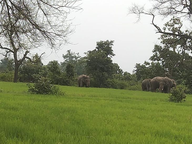 Elephants roaming in Kotma forest for three days | तीन दिन से कोतमा के ...