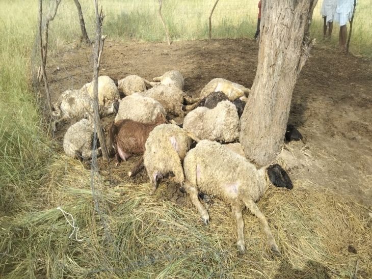 13 sheep, 1 goat died due to lightning, Balotra, Barmer Rajasthan ...