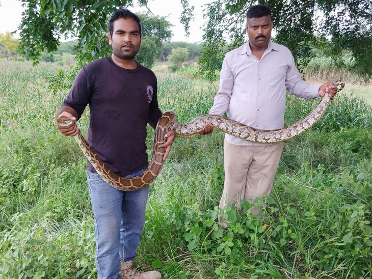 15 feet long python seen in field in Agra | आगरा में खेत में दिखा 15 ...
