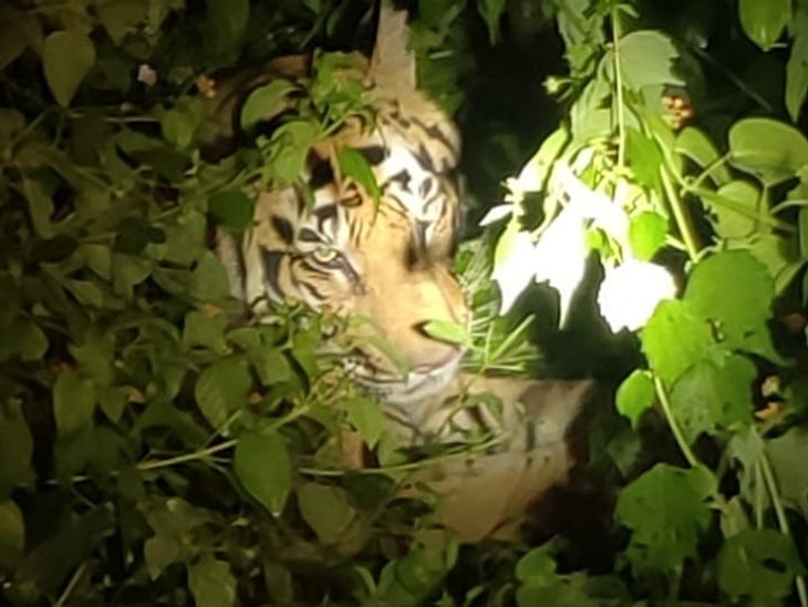 Rescue of injured tiger in BTR | बीटीआर में घायल बाघ का रेस्क्यू: दो ...