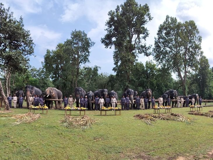 Elephant Rejuvenation Camp in Kanha Tiger Reserve | कान्हा टाइगर रिजर्व ...